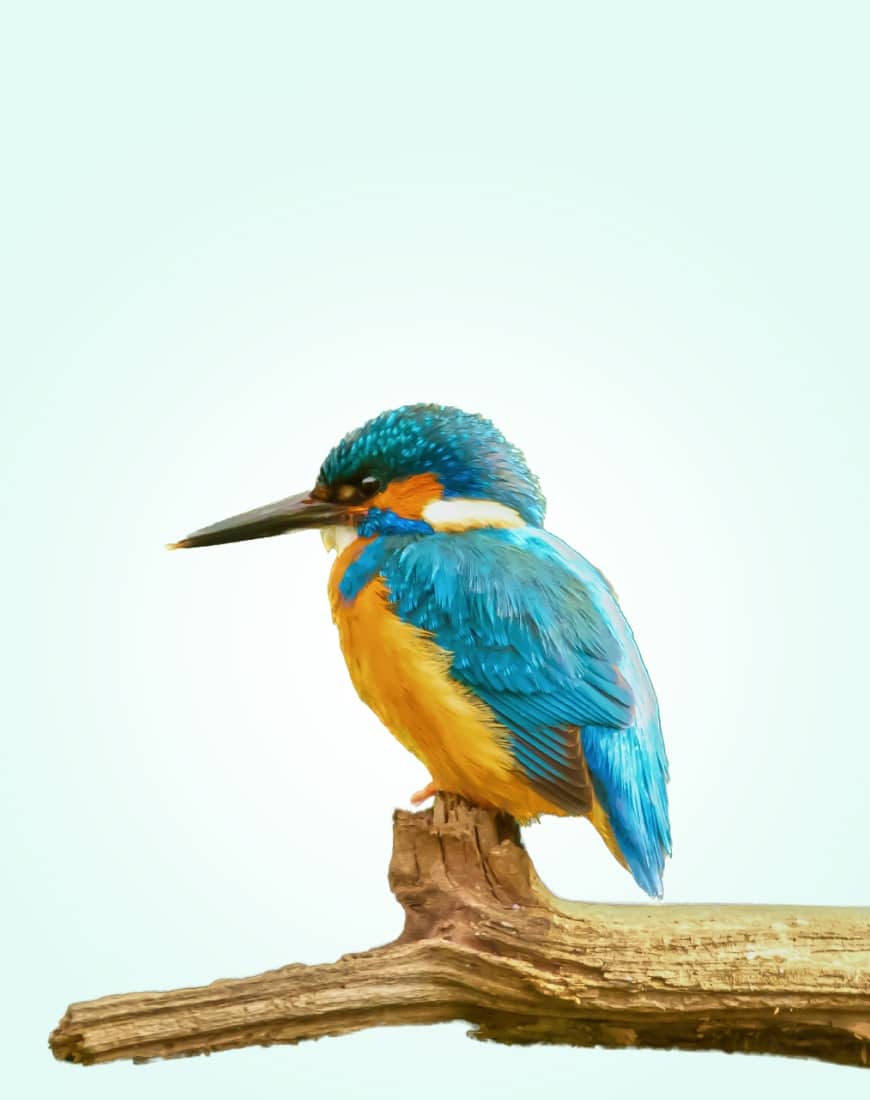 No.1 One-Stop Online Pet Store in Mauritius | Pets For Homes