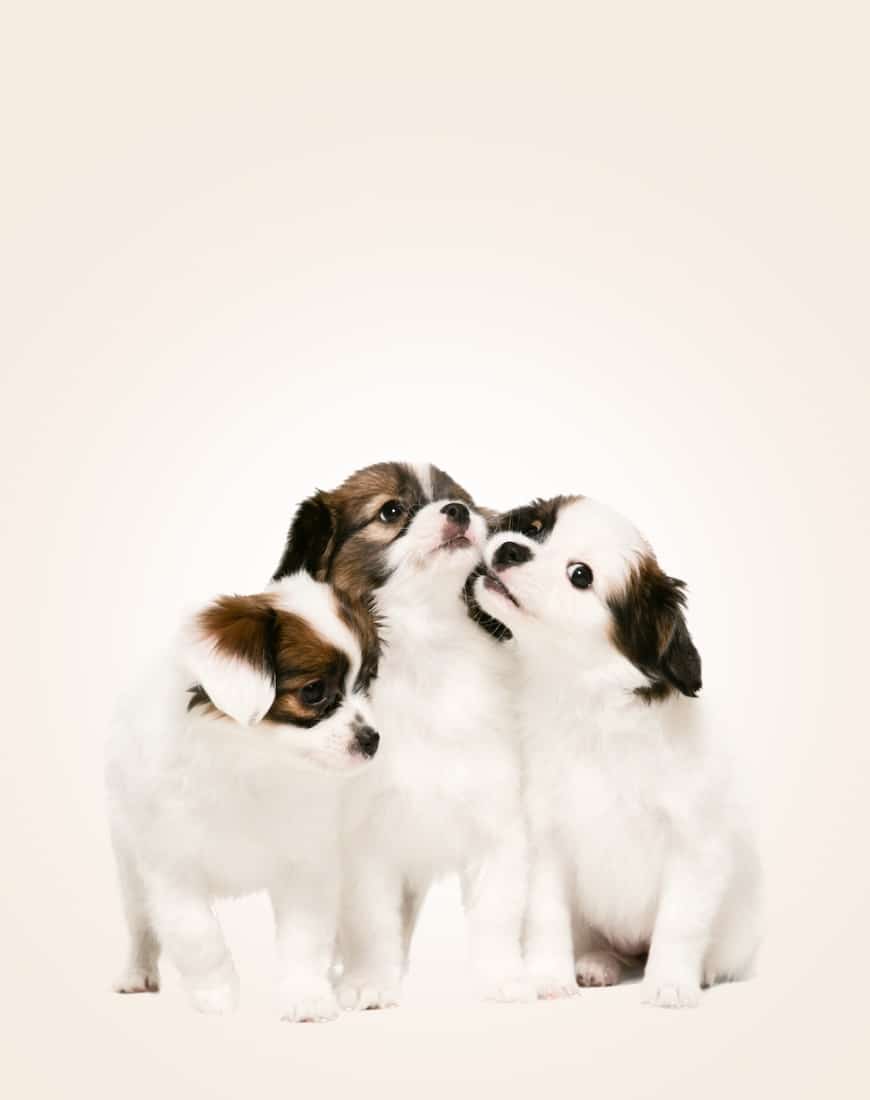 No.1 One-Stop Online Pet Store in Mauritius | Pets For Homes