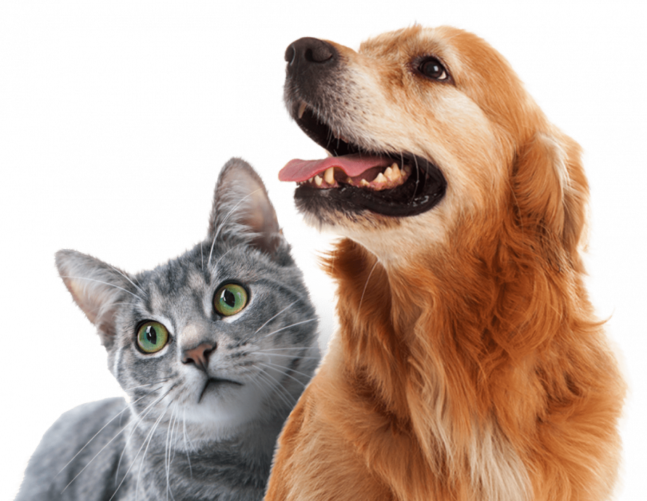 No.1 One-Stop Online Pet Store in Mauritius | Pets For Homes
