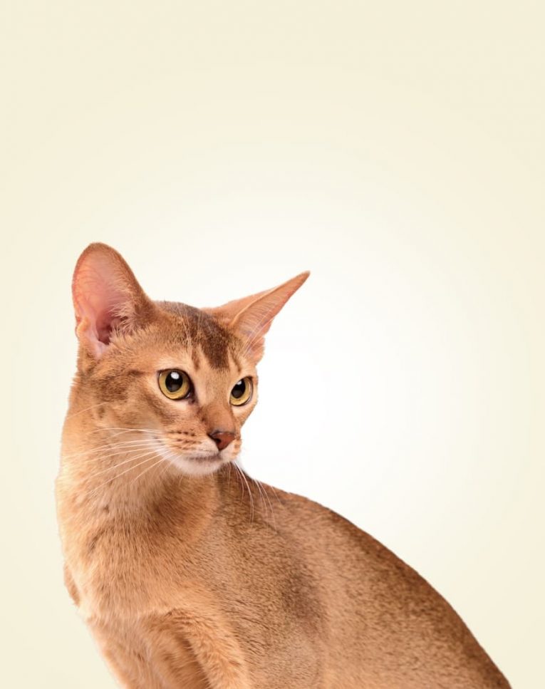 Pet Shop in Mauritius – Premium Food, Toys & Supplies | Pets for Homes